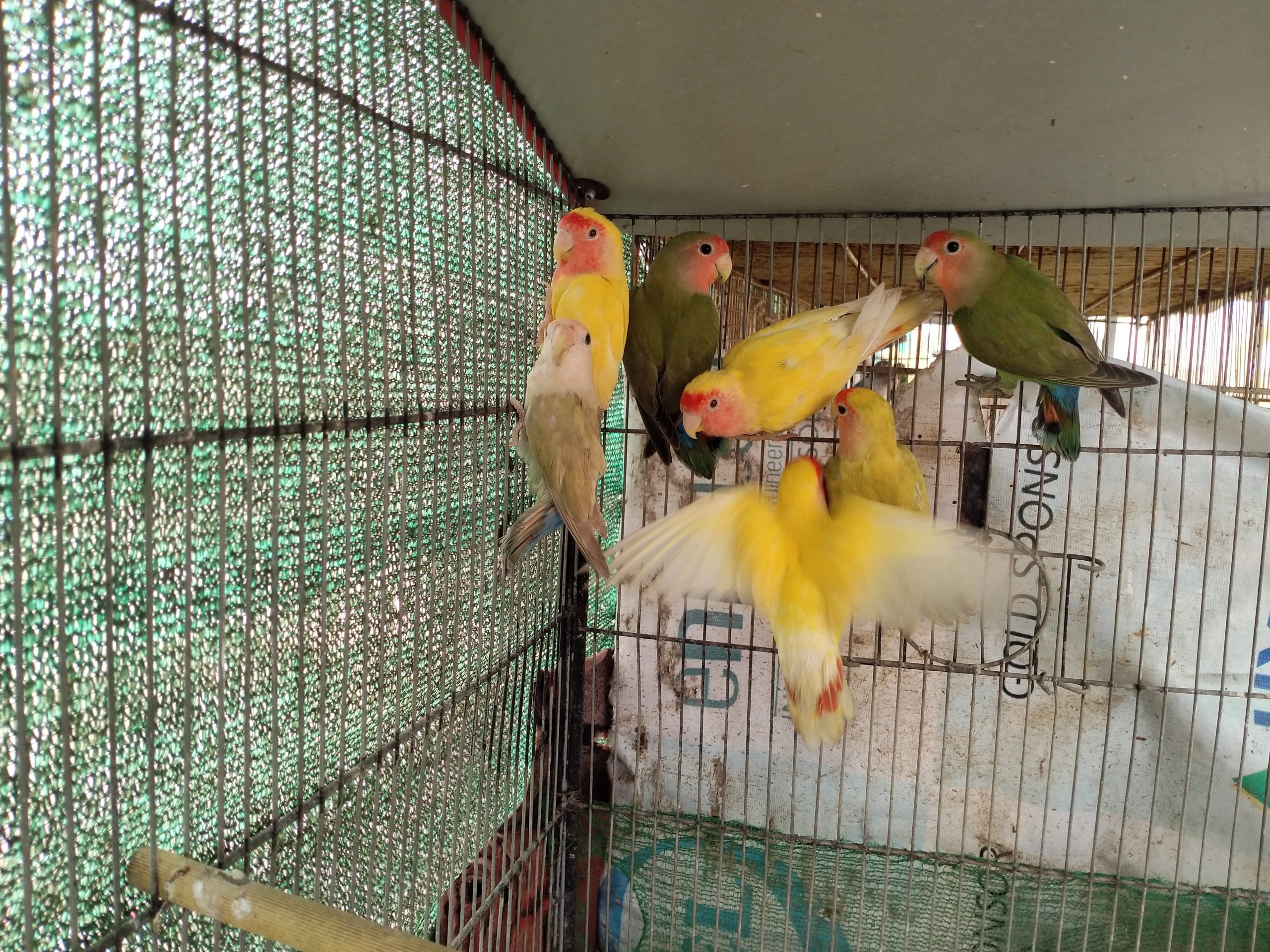 Lotino and peachface - Pet Bazaar