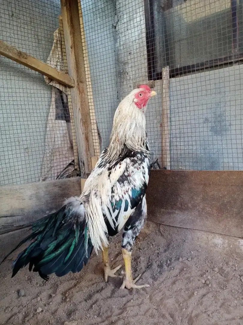 Aseel Murga - Pet Bazaar