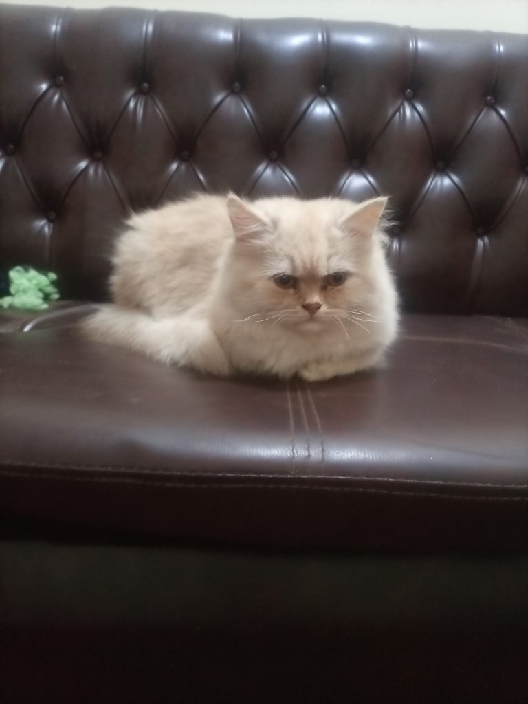 Persian Kitten - Pet Bazaar