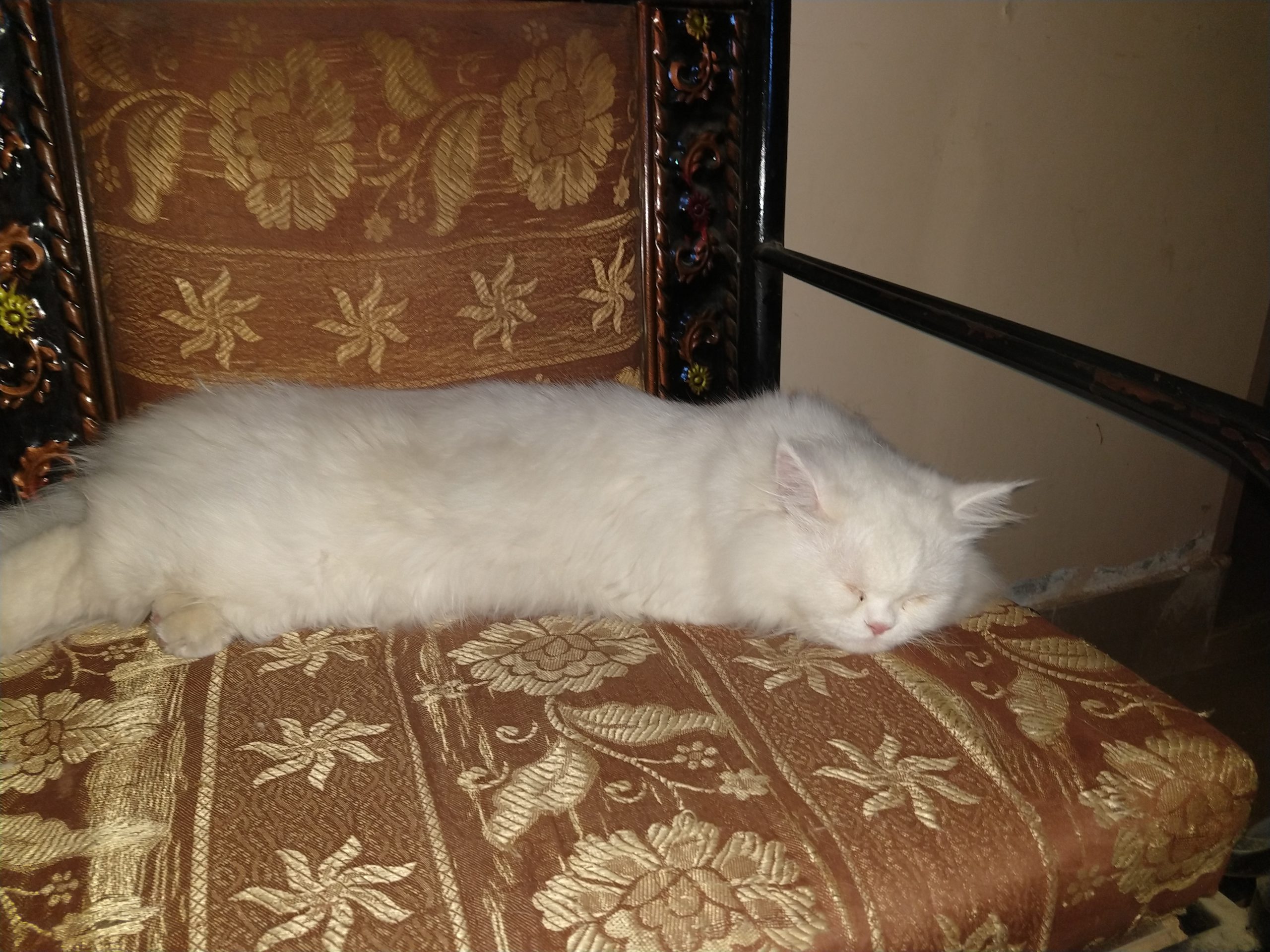 Pure percian white male - Pet Bazaar