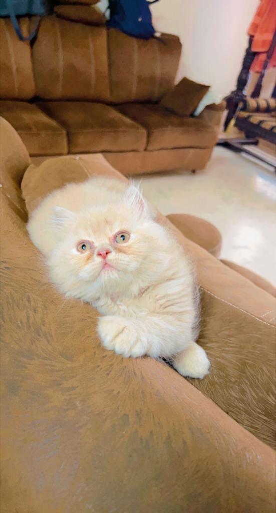 persian kittens - Pet Bazaar