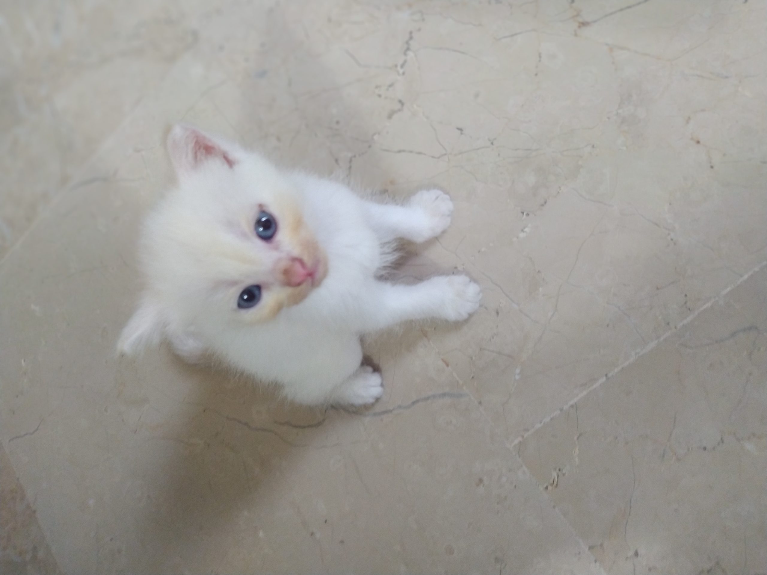 Persian (Tripple and Double Coat) Kittens - Pet Bazaar