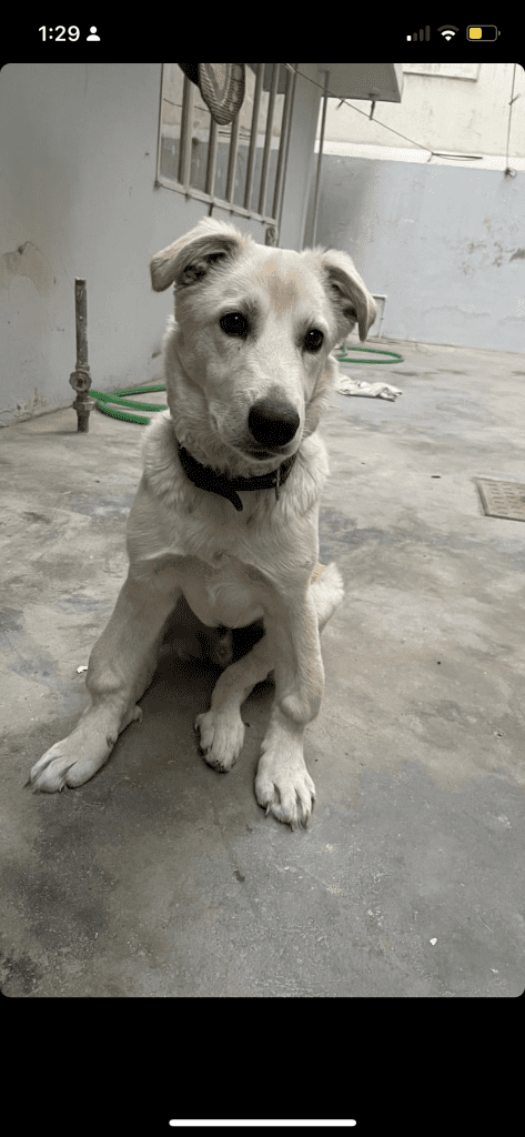 Golden retriever - Pet Bazaar