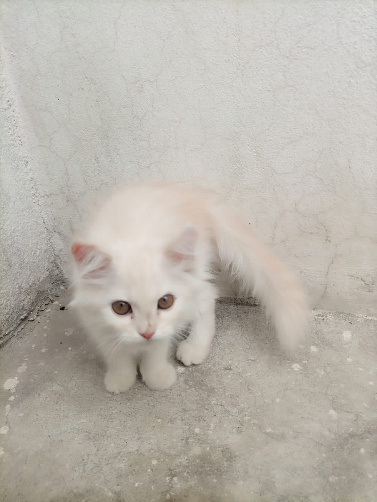 Selling male persian kitten - Pet Bazaar