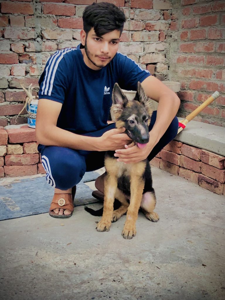 German shepherd puppies for sale pair - Pet Bazaar