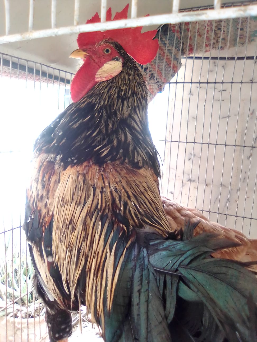 2 Desi Murgha 1 Murghi for Sale - Pet Bazaar