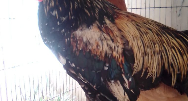 2 Desi Murgha 1 Murghi for Sale - Pet Bazaar