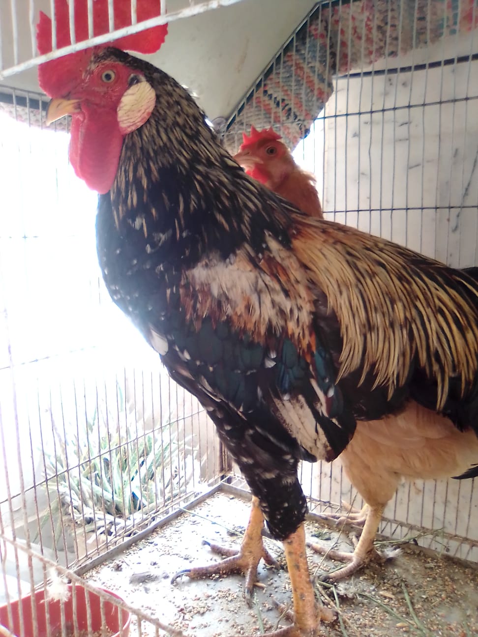 2 Desi Murgha 1 Murghi for Sale - Pet Bazaar