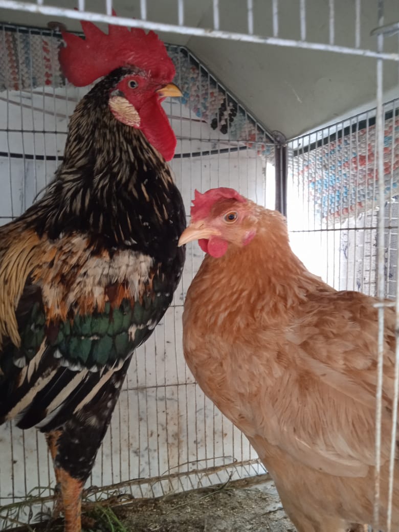 2 Desi Murgha 1 Murghi for Sale - Pet Bazaar