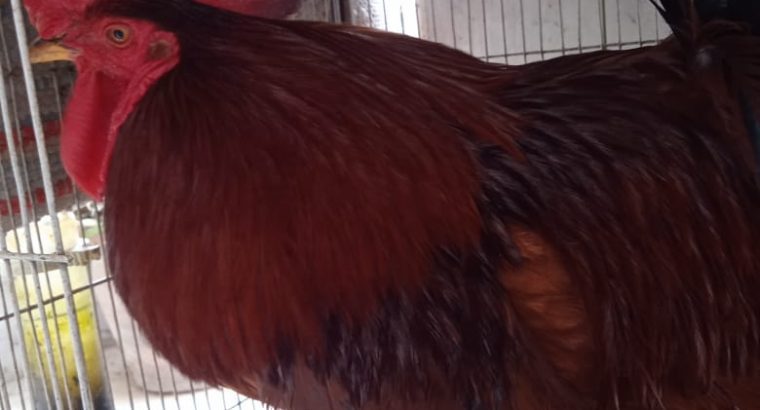 2 Desi Murgha 1 Murghi for Sale - Pet Bazaar