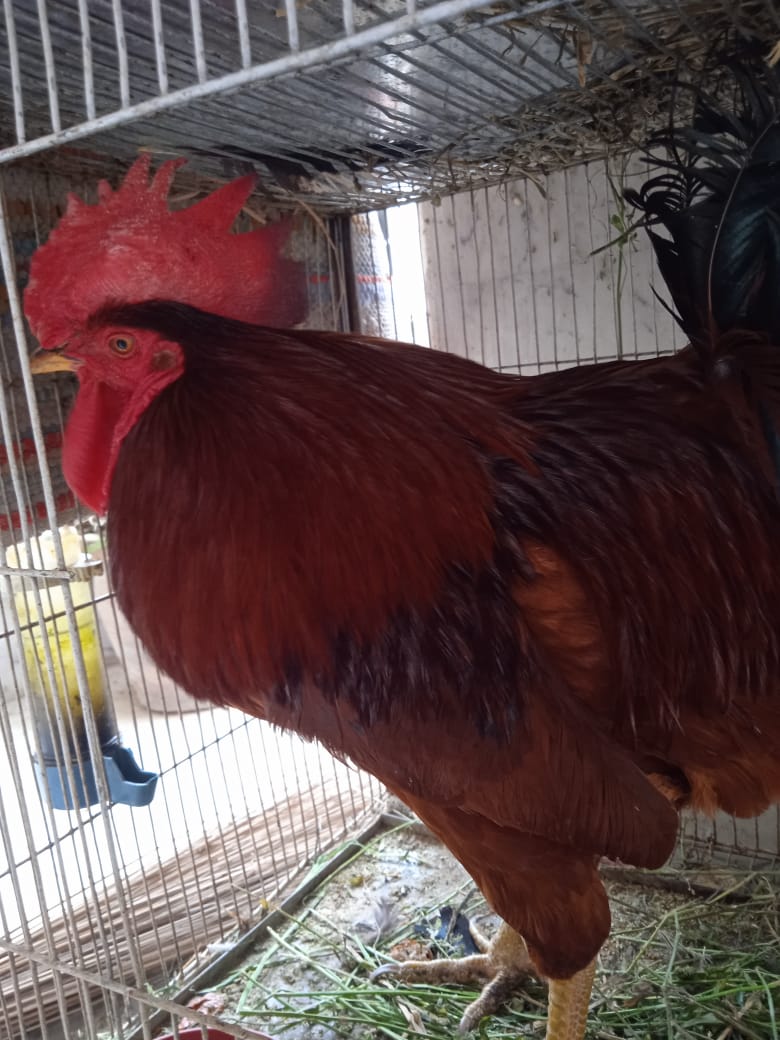 2 Desi Murgha 1 Murghi for Sale - Pet Bazaar