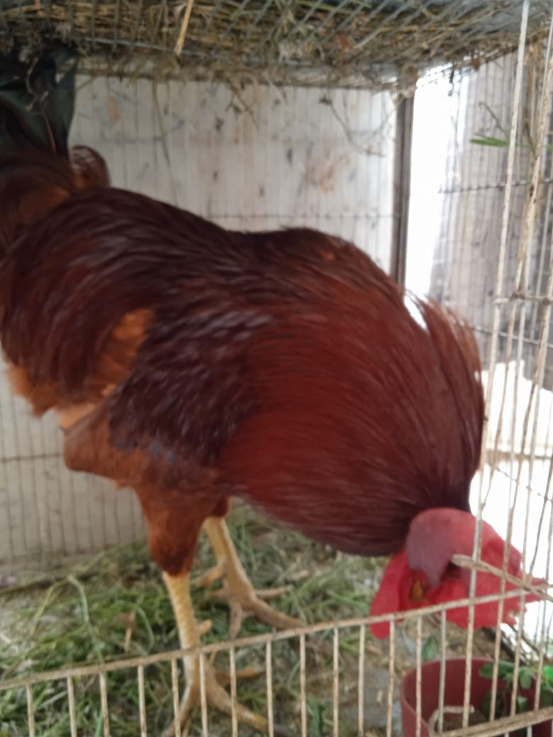 2 Desi Murgha 1 Murghi for Sale - Pet Bazaar