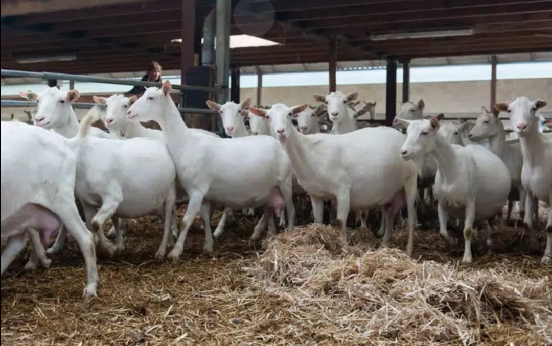 Imported Pure Breed Boer and sanaan goats for sale - Pet Bazaar