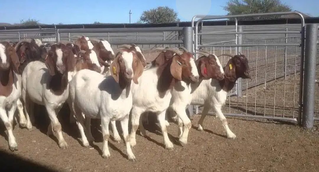 Imported Pure Breed Boer and sanaan goats for sale - Pet Bazaar