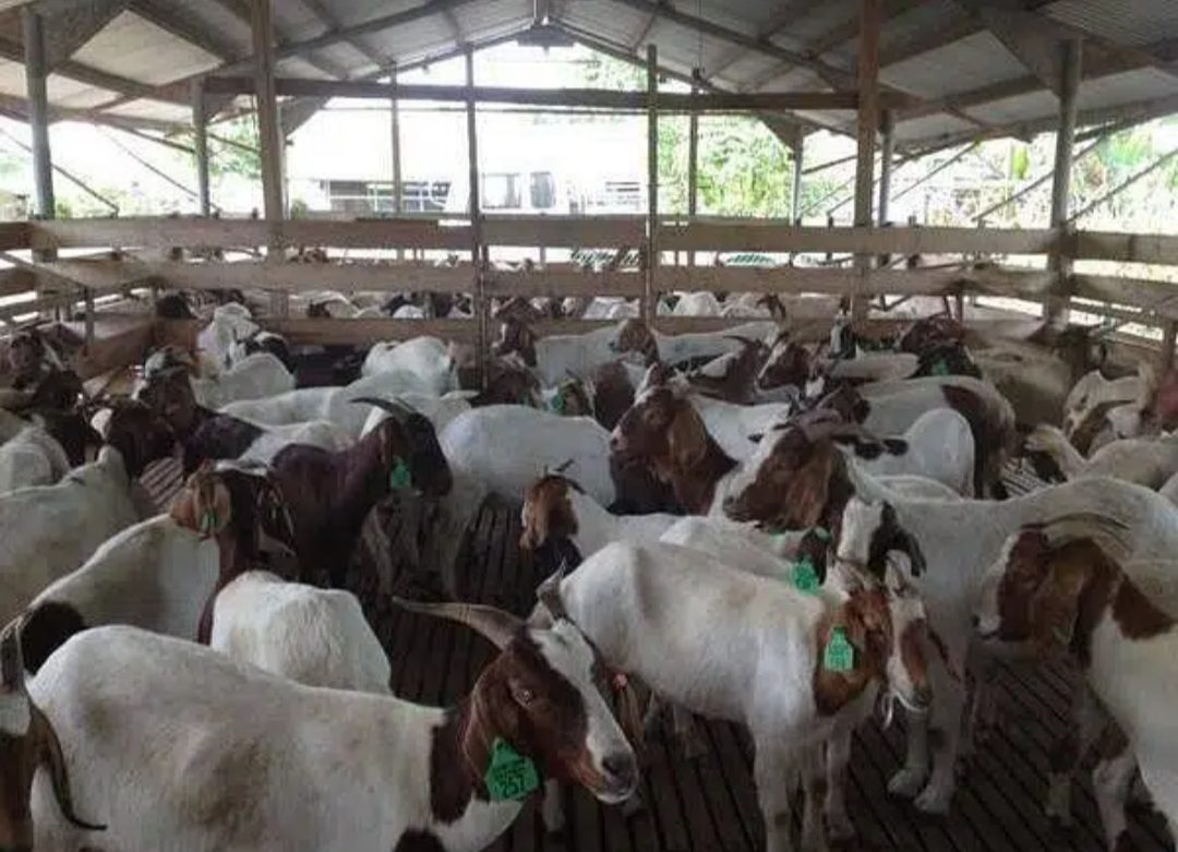 Imported Pure Breed Boer and sanaan goats for sale - Pet Bazaar