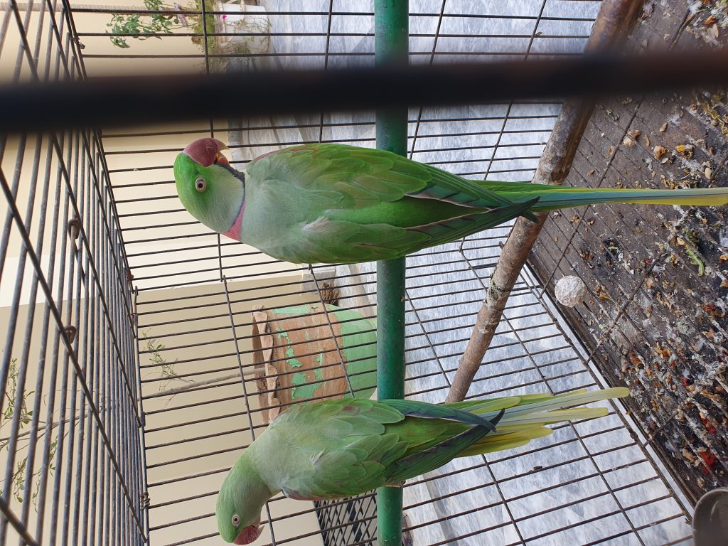 Raw parrot pair - Pet Bazaar