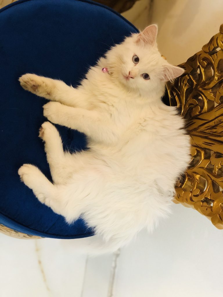 Persion female cat - Pet Bazaar