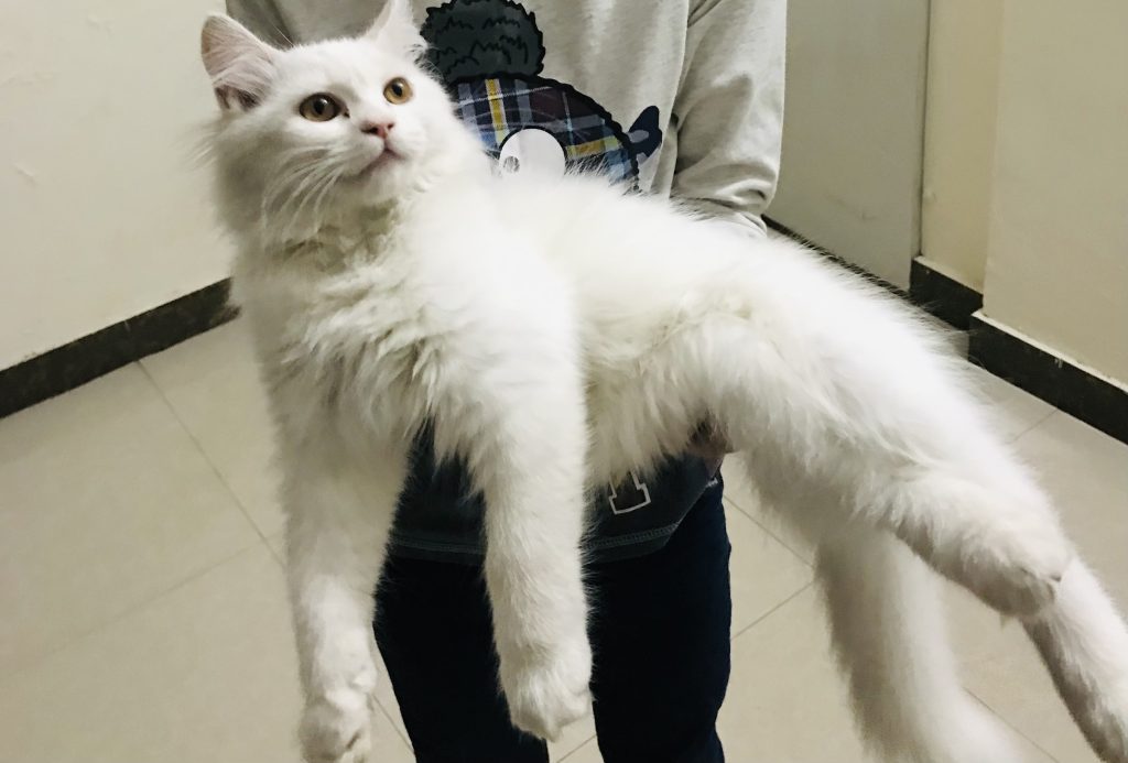 Pure Persian Female Cat - Pet Bazaar