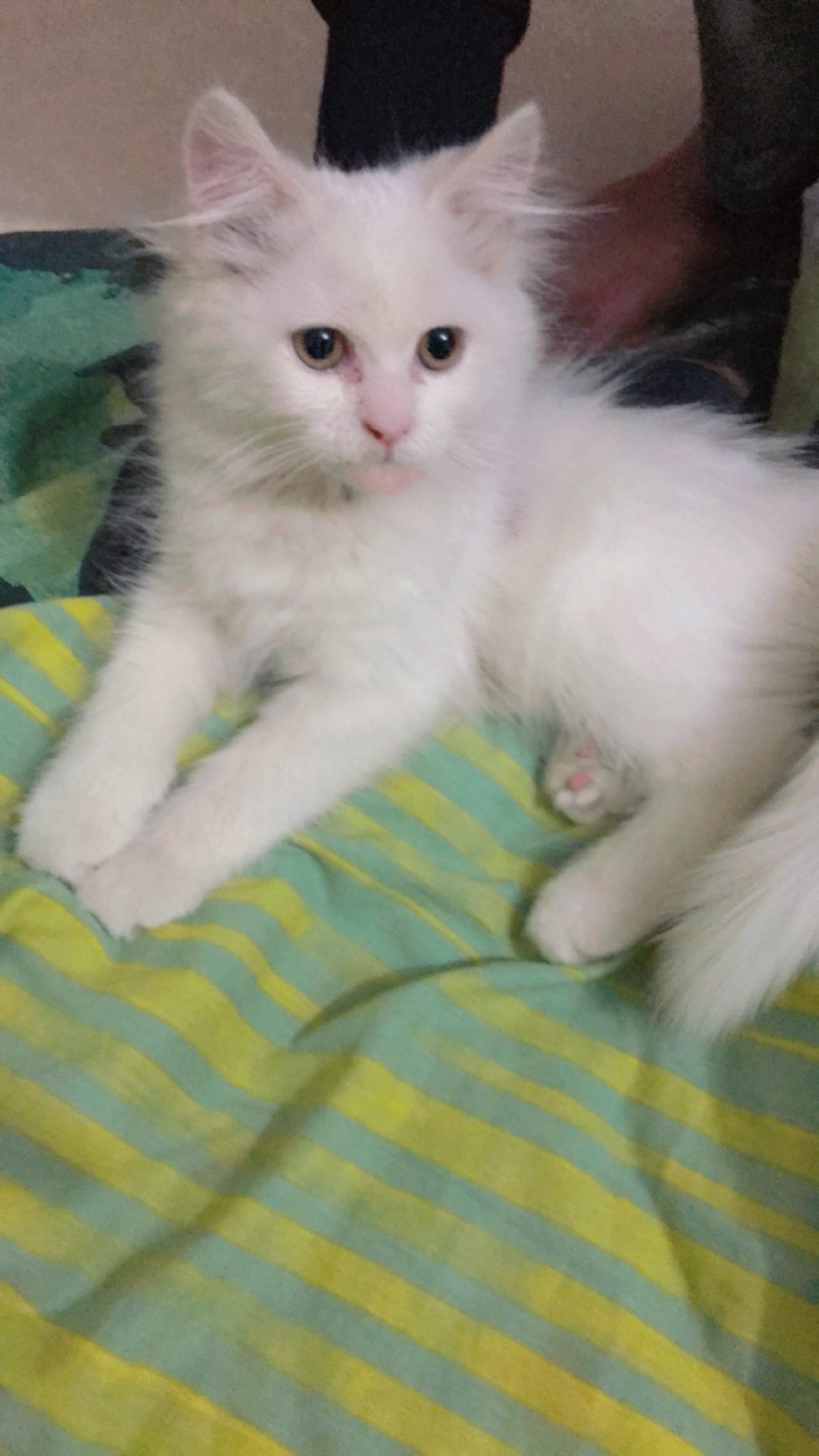 Pure Persian Female Cat - Pet Bazaar