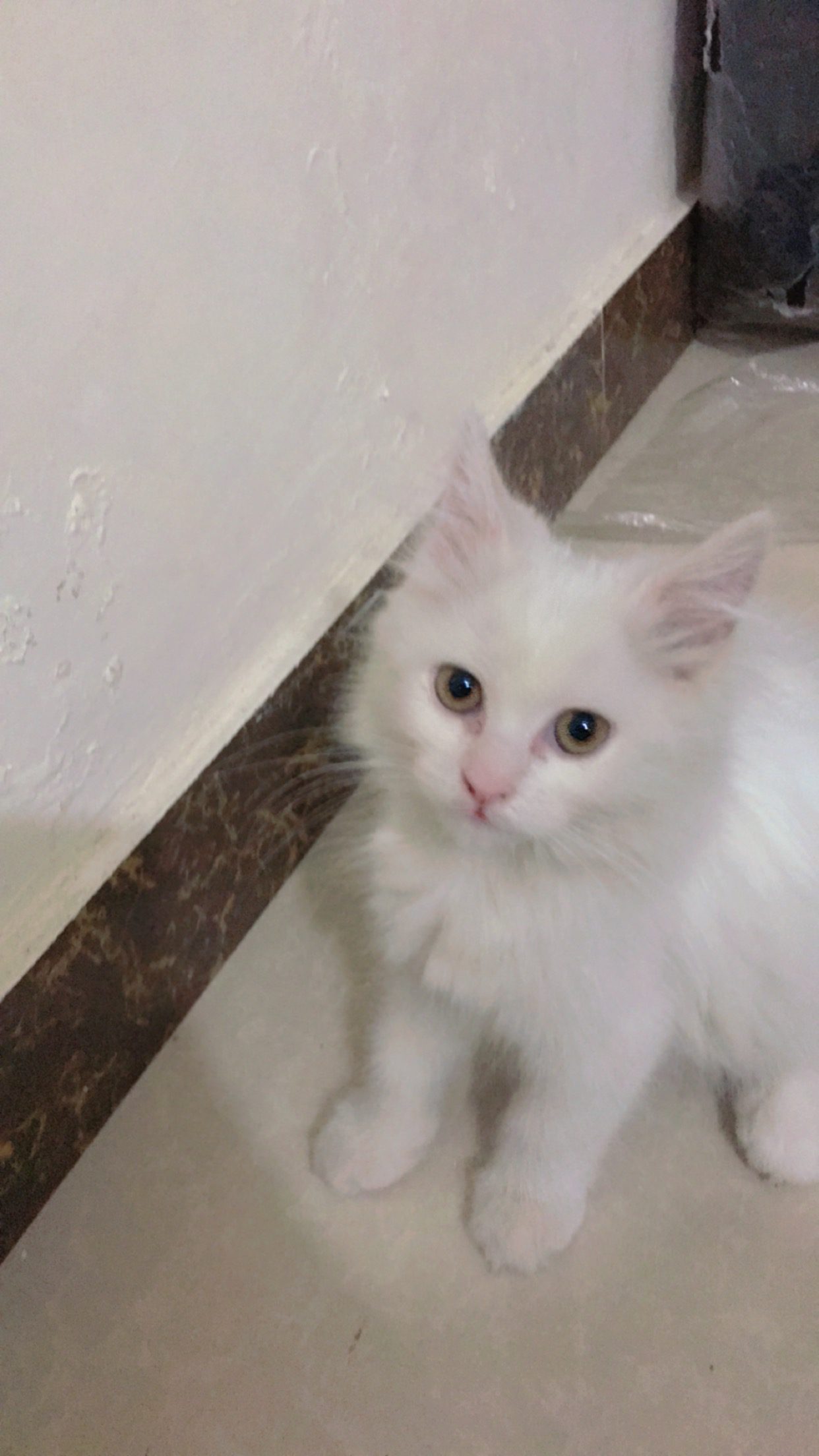 Pure Persian Female Cat - Pet Bazaar