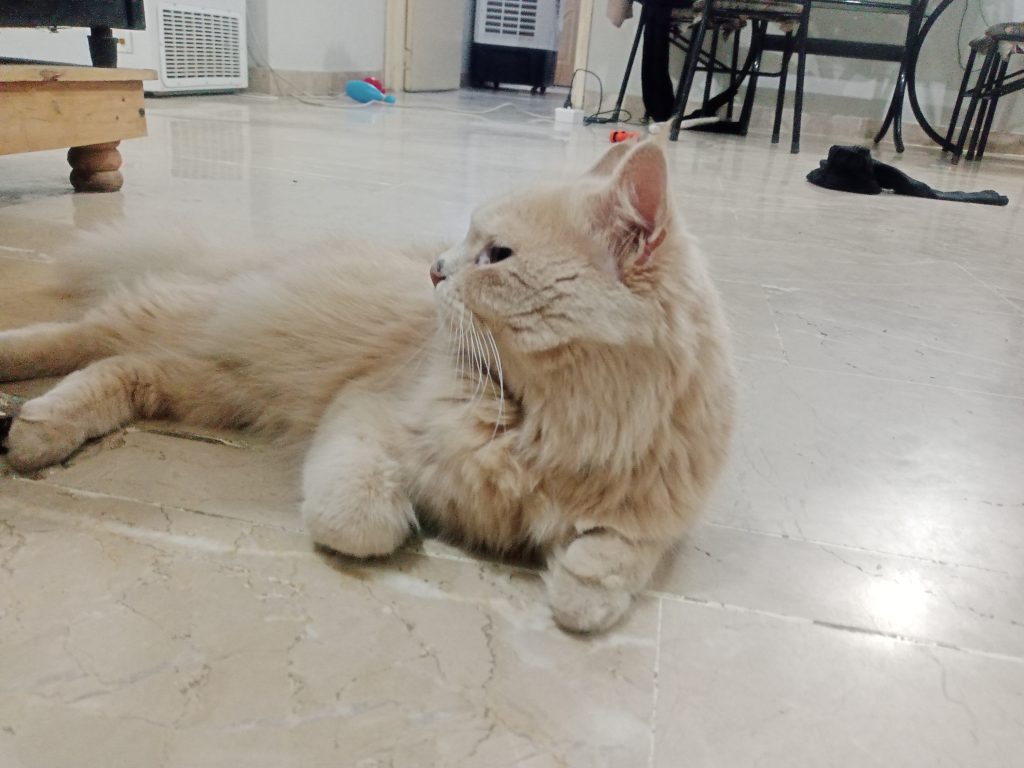 Cat giveaway - Pet Bazaar