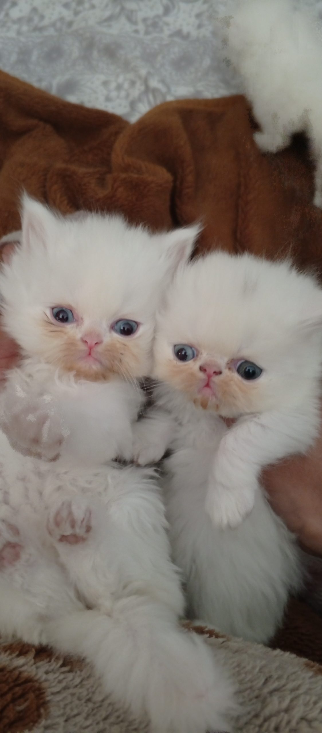 Persion kitten sami Punch face white colour - Pet Bazaar