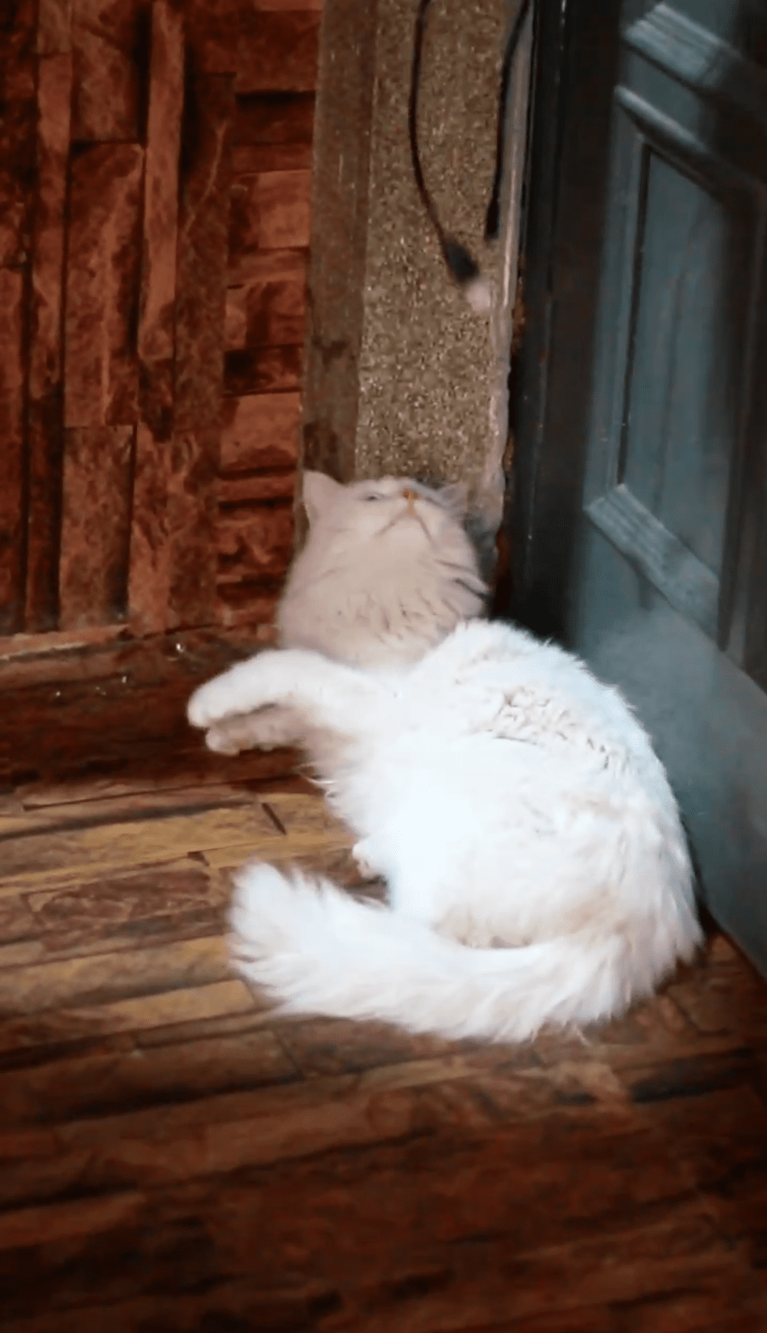 Blue Eyes Tripple cod cat - Pet Bazaar