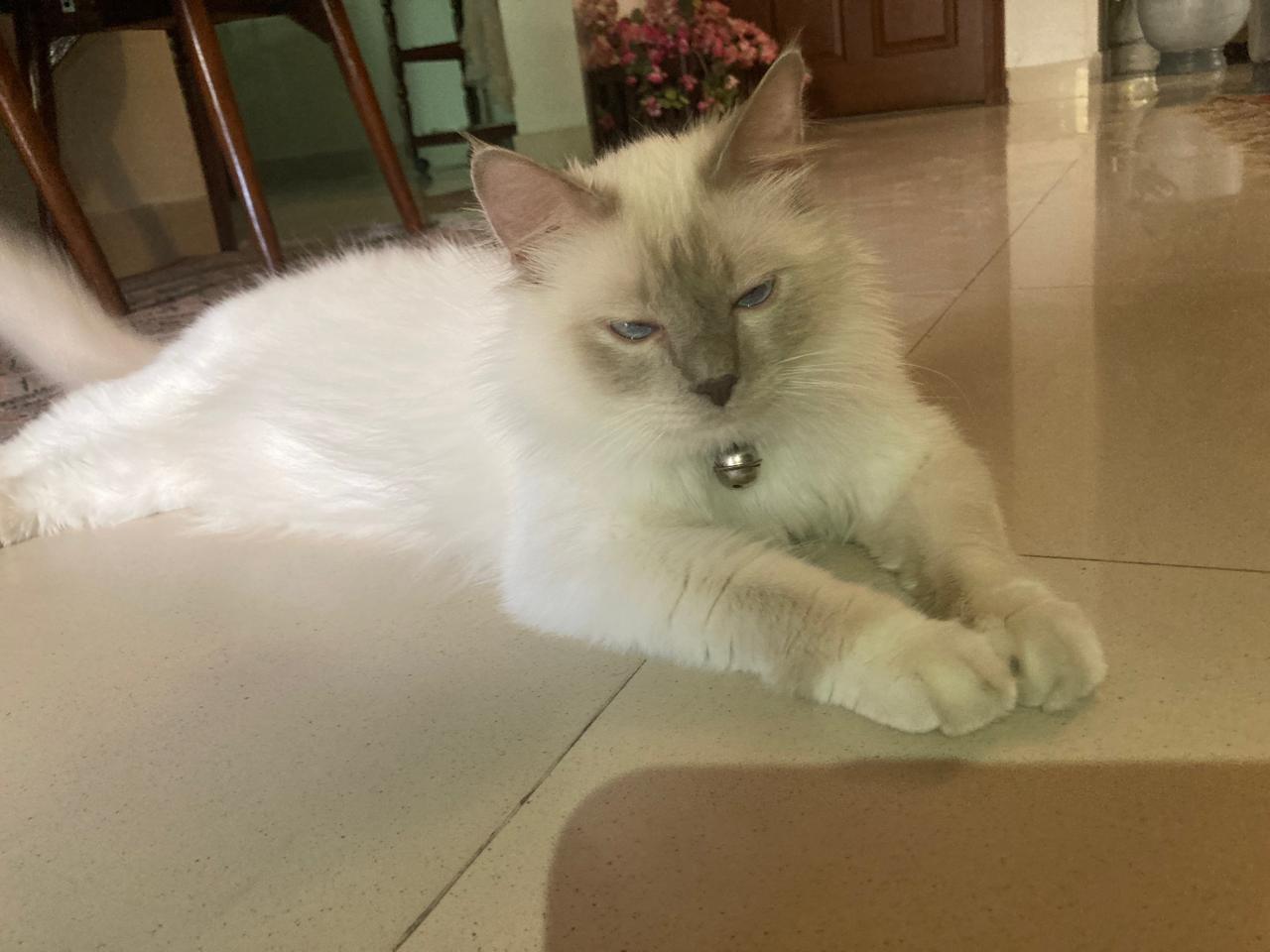 Lilac point birman cat imported - Pet Bazaar