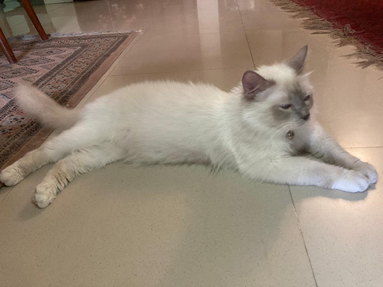 Lilac point birman cat imported - Pet Bazaar