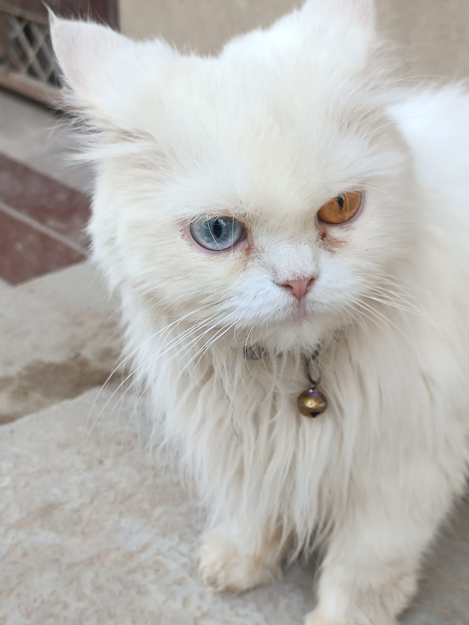 Persain odd eyes female cat - Pet Bazaar