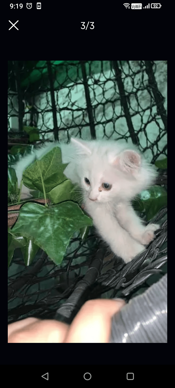 persian triple coated - Pet Bazaar