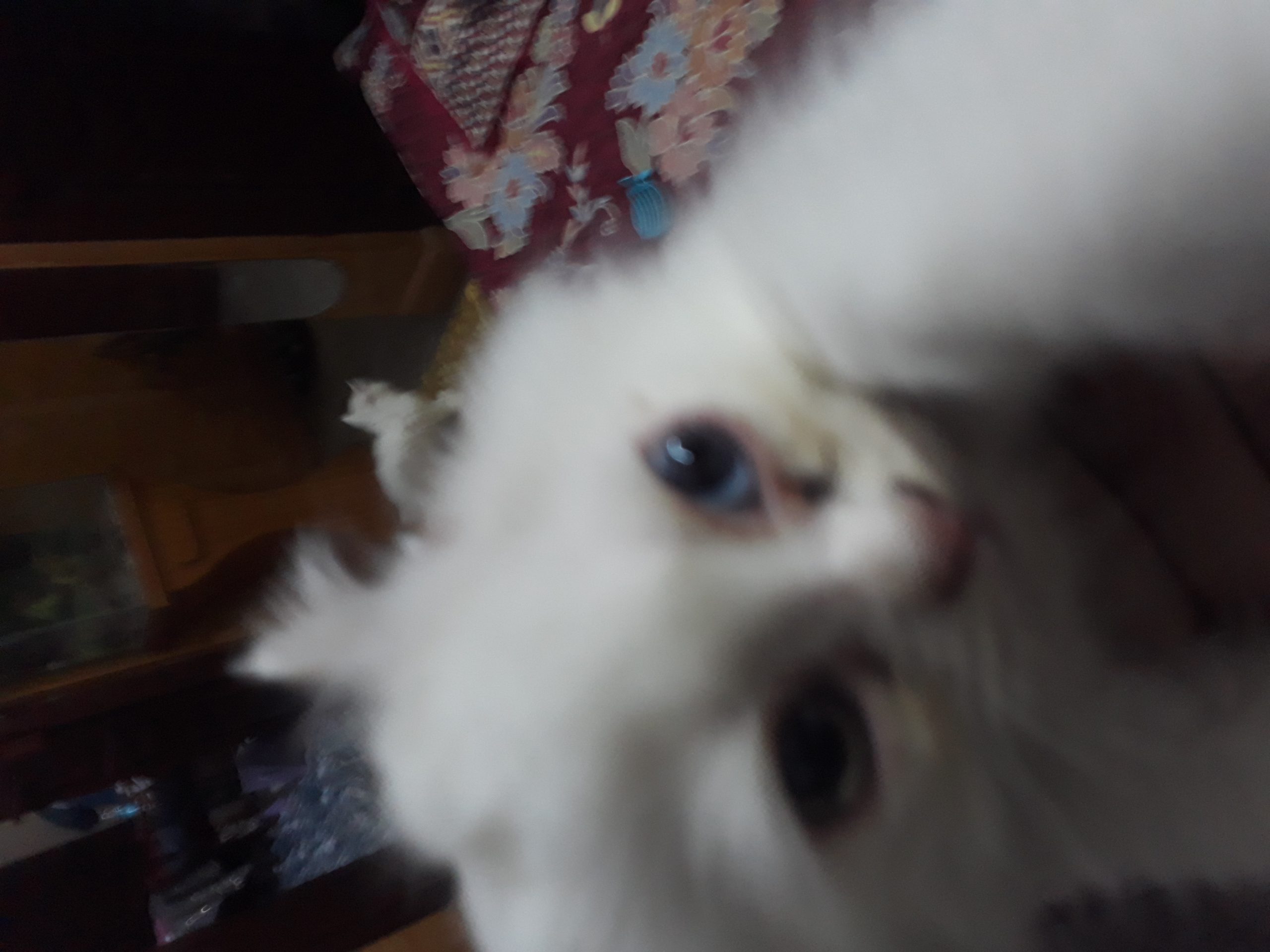 Persian tripple cod cats kittens - Pet Bazaar