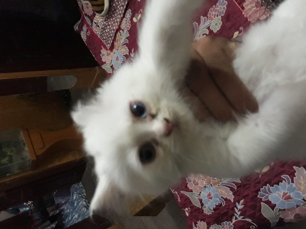 Persian tripple cod cats kittens - Pet Bazaar