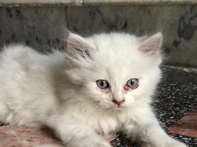 PetBazaar - Pet Bazaar